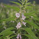 喜欢嗑瓜子的微生雅霜 