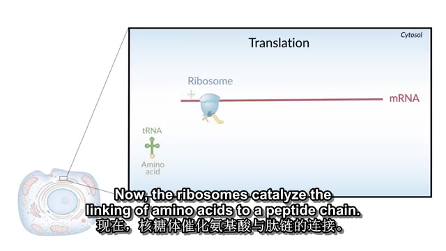 核糖体转位至内质网