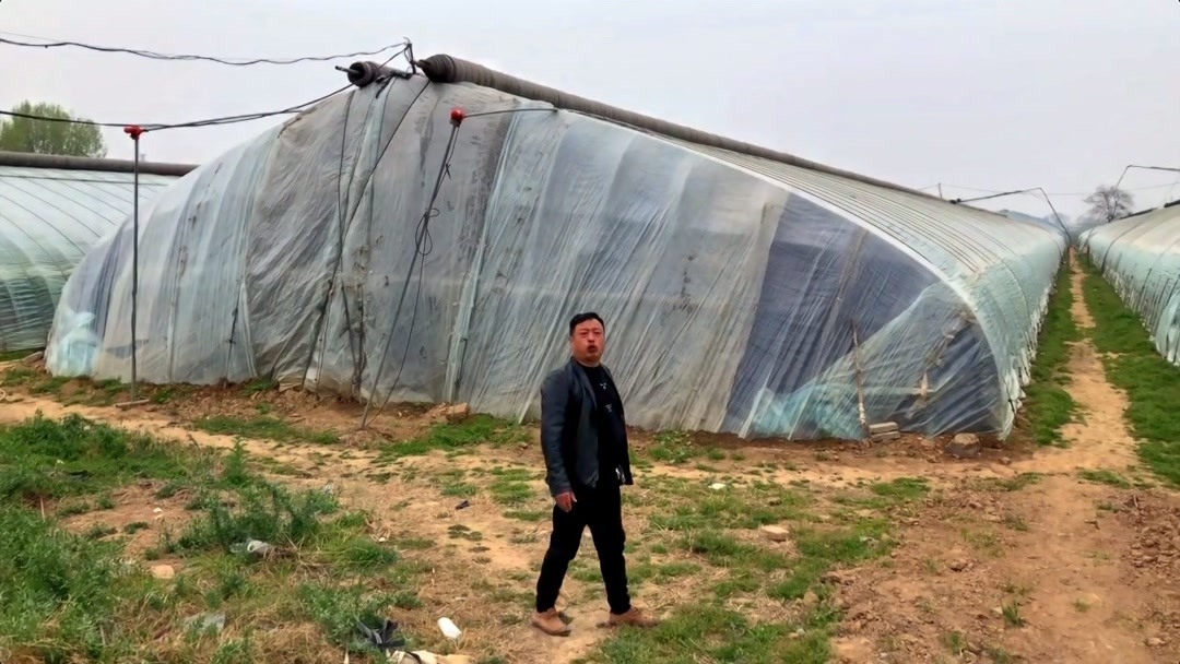 我们种植大棚桃,一亩地纯利润4万多,来了解下我们是如何管理的