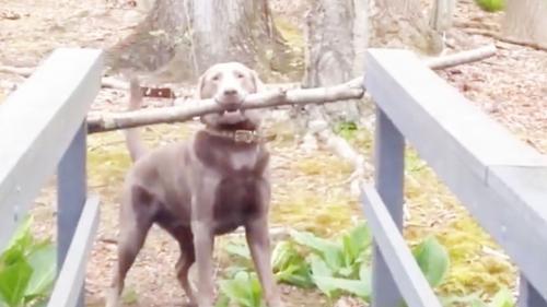 狗狗叼着木棍走不以前桥,在思考了一会后终于弄明白了,好聪明!