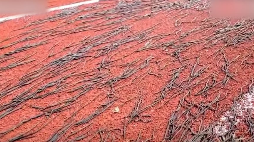 台湾一小学冒出大量蚯蚓 密密麻麻爬上跑道 最终大批被太阳晒干