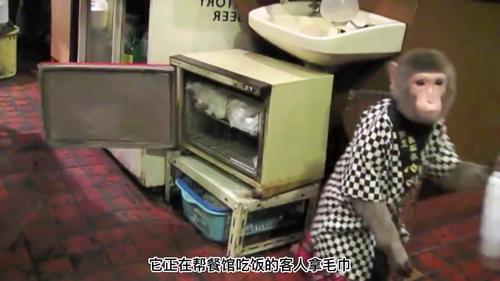 做服务员的猴子你见过吗?太聪明了。成精做家务