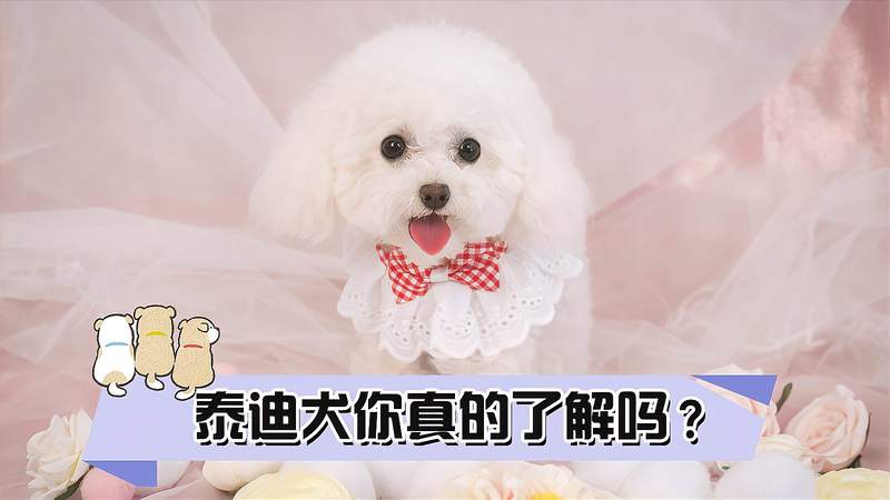 泰迪犬你真的了解吗