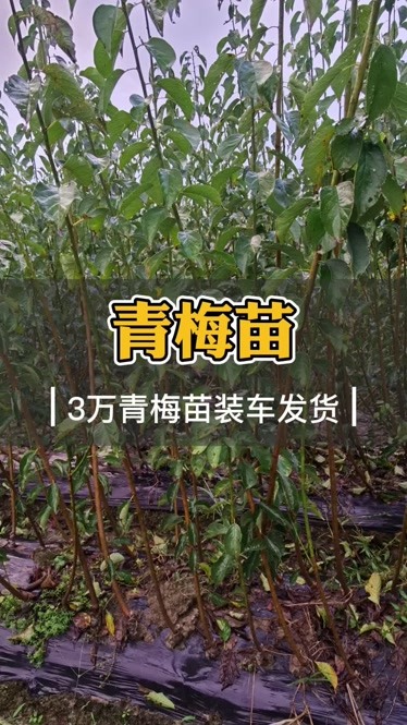 青梅苗在哪里有卖 青梅苗长什么样 新山苗场