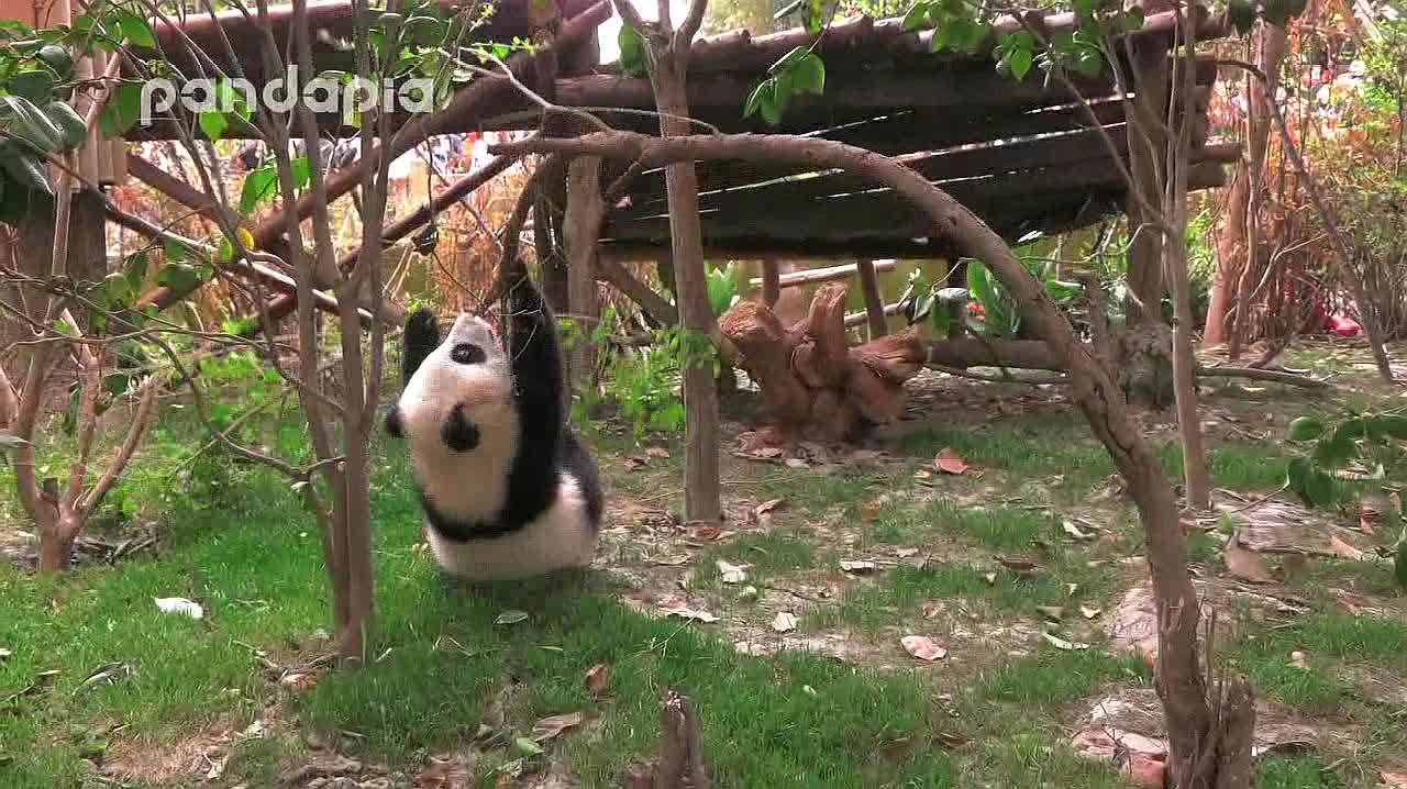 有这只小熊猫在,园里的小树不可能长大的,这辈子都不可能长大了