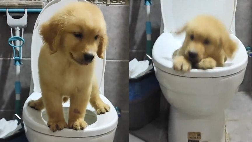 狗子蹲马桶上厕所遭主人催促,不料脚底一滑当场坠下,狗:别催我