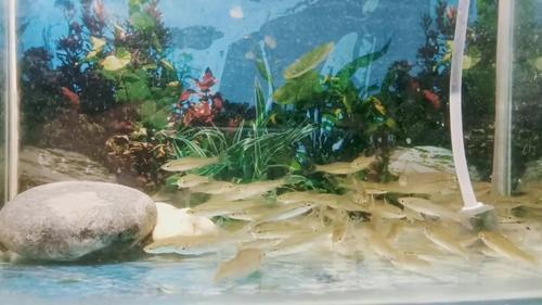 小鱼游来游去真可爱,只要心中有海,哪里都是海底世界