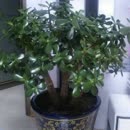 喜欢玩台球の公孟紫玉 