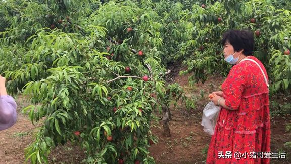 桃园摘桃子,三块钱一斤随便吃,桃子又大又红,边吃边摘过瘾