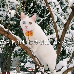 学会放好_林三岁 