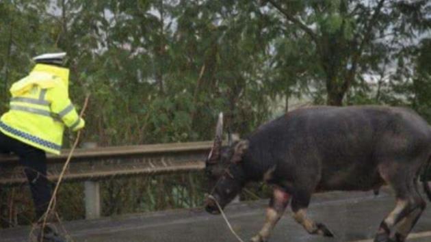 奇闻,水牛误闯高速,交警上前驱赶,仔细一看发现这牛不简单