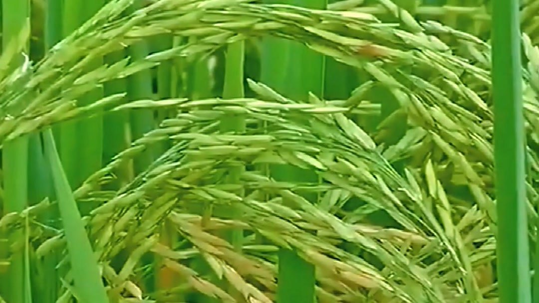 男子在山上种植有机水稻,利用地理优势和丰富水资源,达到丰产