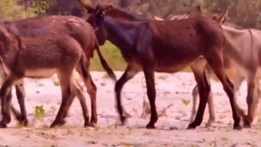 动物世界:狮子狩猎驴,史上最疯狂的动物袭击!