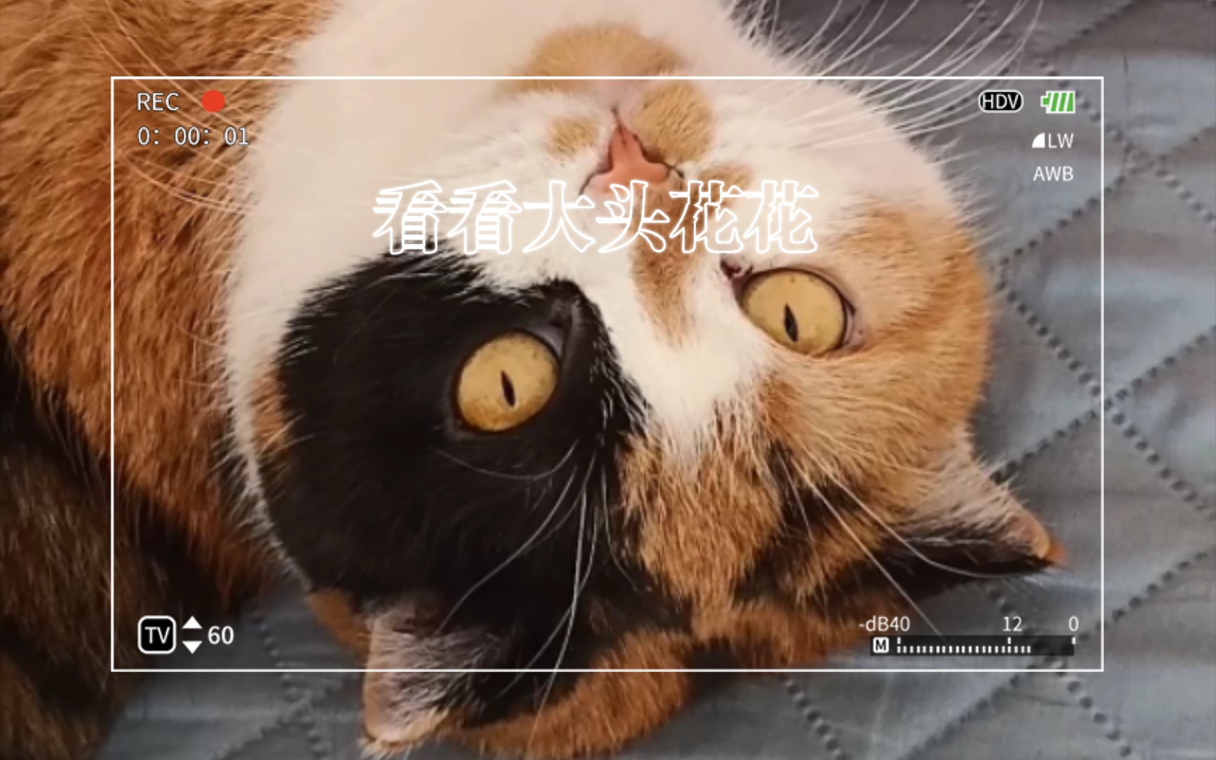 这猫咪太可爱了,撒娇卖萌哈哈