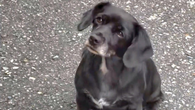 狗狗每天上街乞讨,结局令人哭笑不得