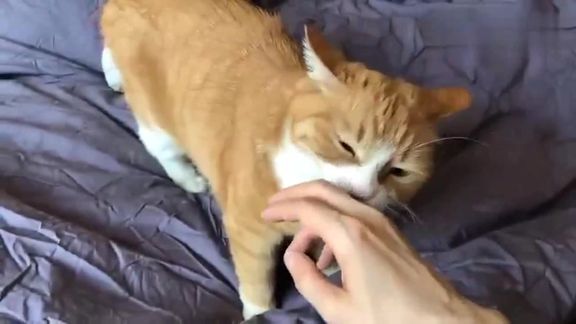 猫咪一起床就撒娇卖萌,主人心都化了