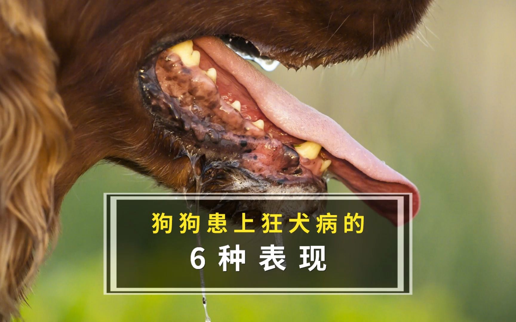 狗狗患上狂犬病会有的几种表现
