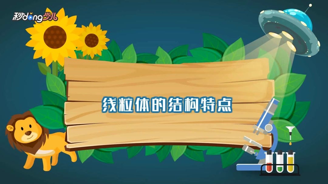 线粒体的结构特点