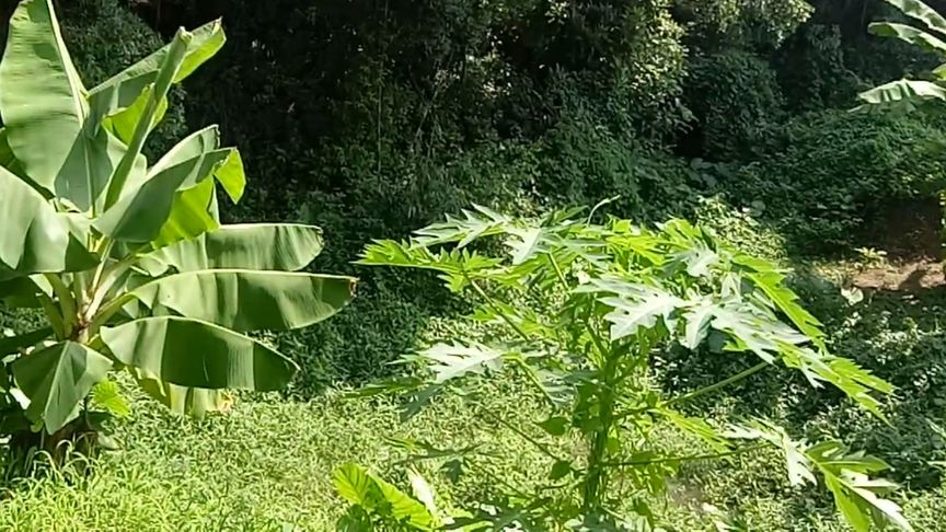 多看绿色,保护眼睛,认真看有国家二级保护动物