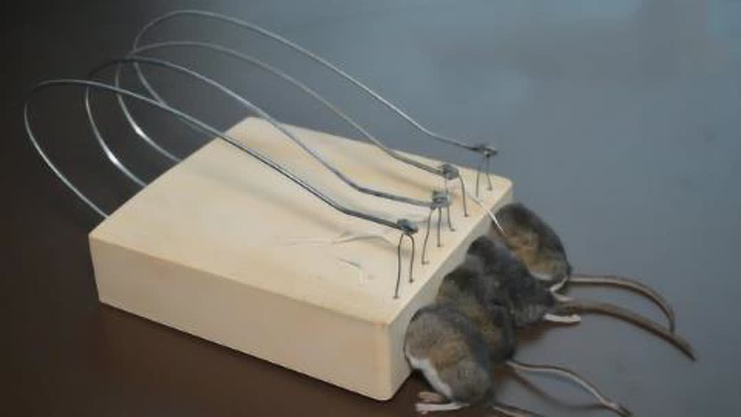 小伙模仿法国九孔捕鼠器,自制简易版捕鼠器,老鼠无处可逃!