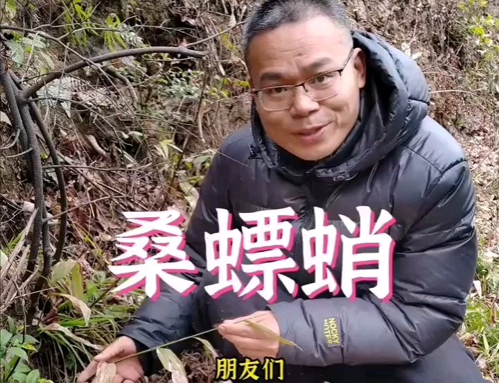 今日学习认识中草药桑螵蛸 学习中医 发扬中医 大医精诚