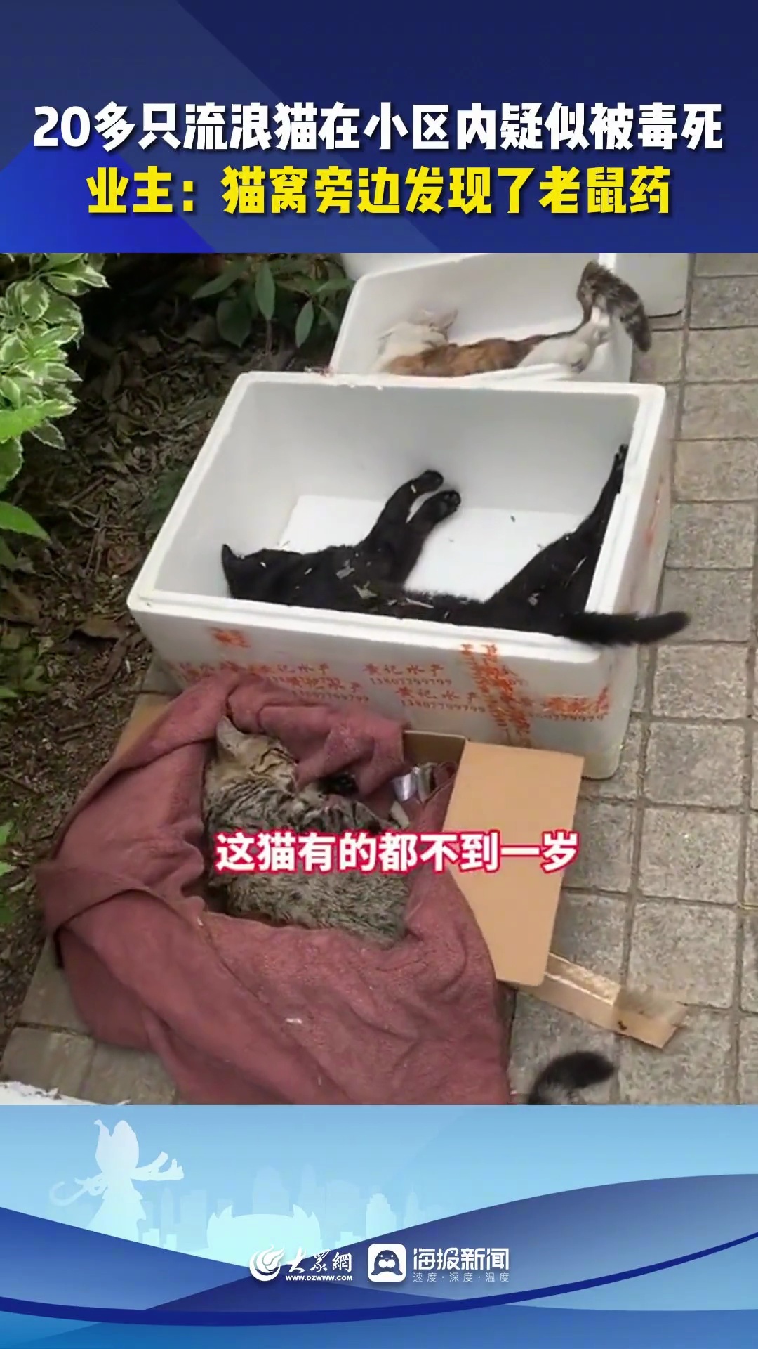 广东一小区20多只流浪猫疑似遭下毒团灭。业主:猫窝旁边发现了老鼠药 #你怎么看 #社会百态 #真实事件
