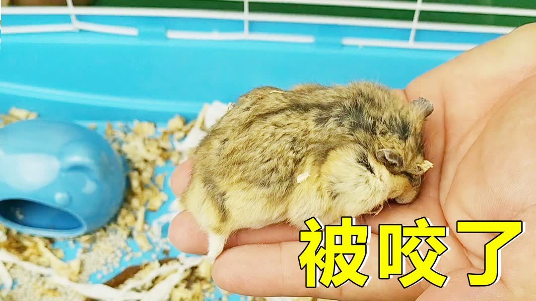 养了6个月的宠物仓鼠死掉了,主人跟它泪别,希望仓鼠在吱星快乐