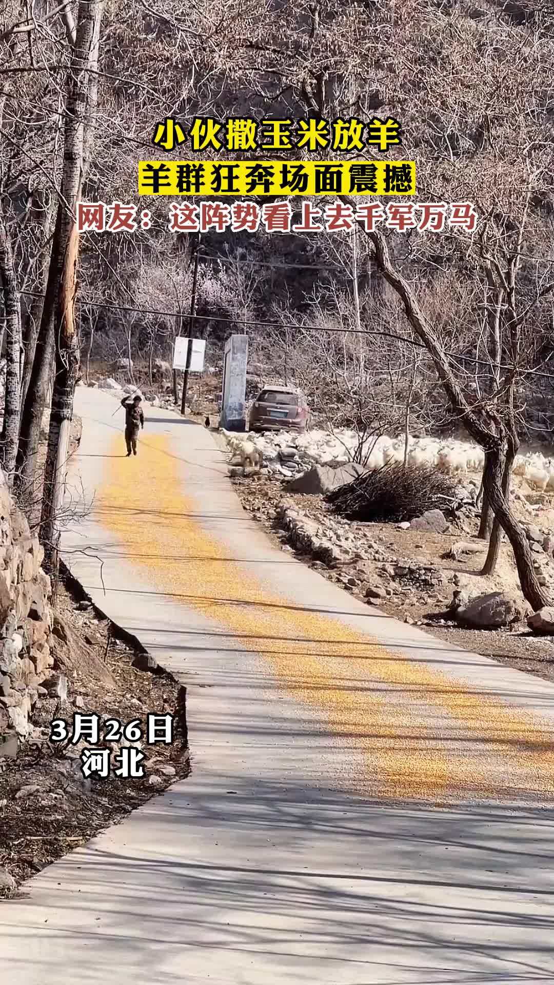 小伙撒玉米放羊,羊群狂奔场面震撼,网友:这阵势看上去千军万马
