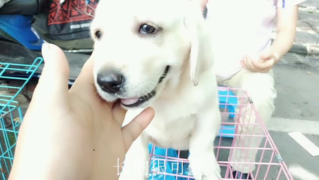 狗市里的价格很乱,加菲猫500元就能抱走,土猫也能当波斯猫卖