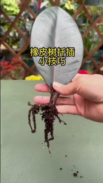橡皮树扦插橡皮树扦插养花盆栽