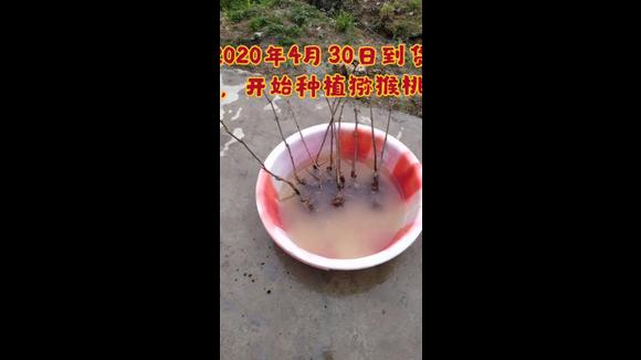 新手猕猴桃种植