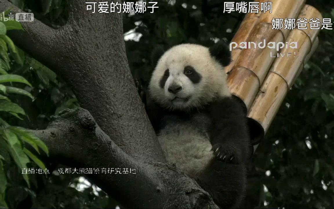 【大熊猫珍喜、妮娜】太可爱了!小牙牙都没长齐就想咬树枝啦~软萌软...