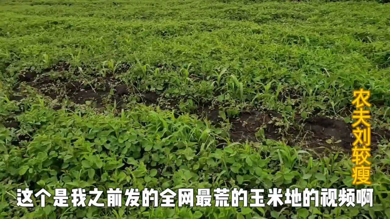 看看全网最荒的玉米地现在怎么样了?顺便说说管理不到位的原因