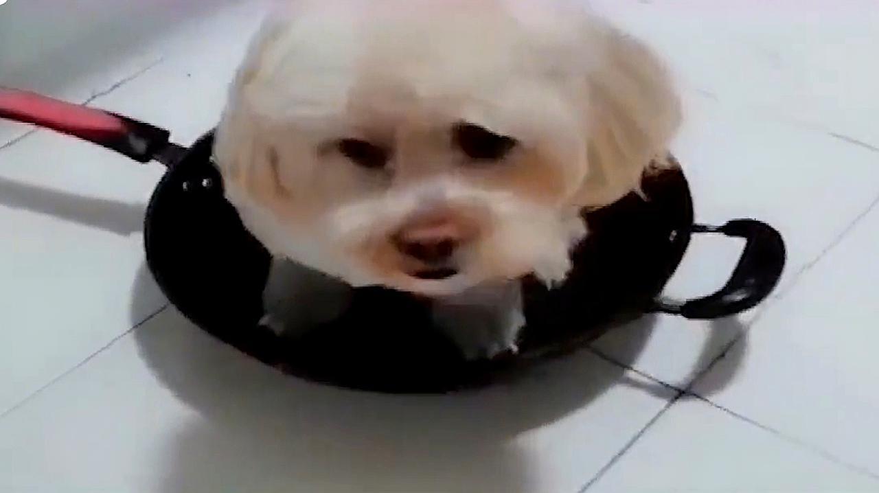 主人忽悠狗子要吃狗肉,看到最后我却哭了,镜头记录暖心时刻