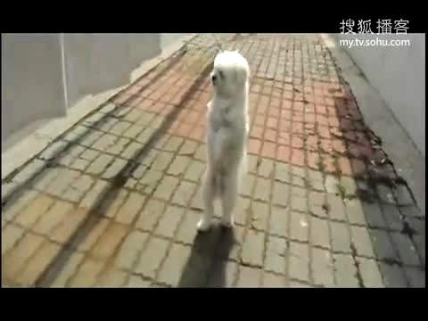 我家会直立行走的小狗狗