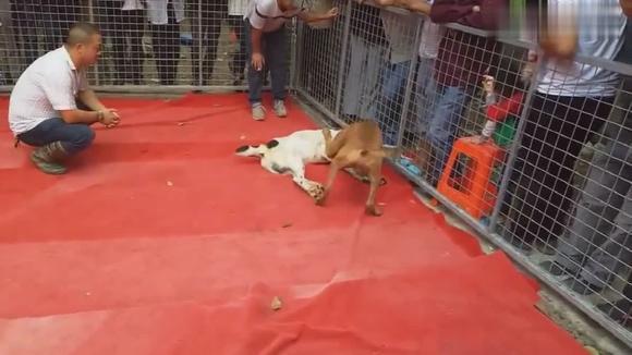 中亚牧羊犬牢牢压制比特犬,不料被比特咬中前腿,中亚瞬间就怂了