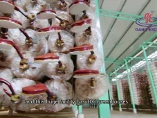 Gano Excel生产工艺宣传片