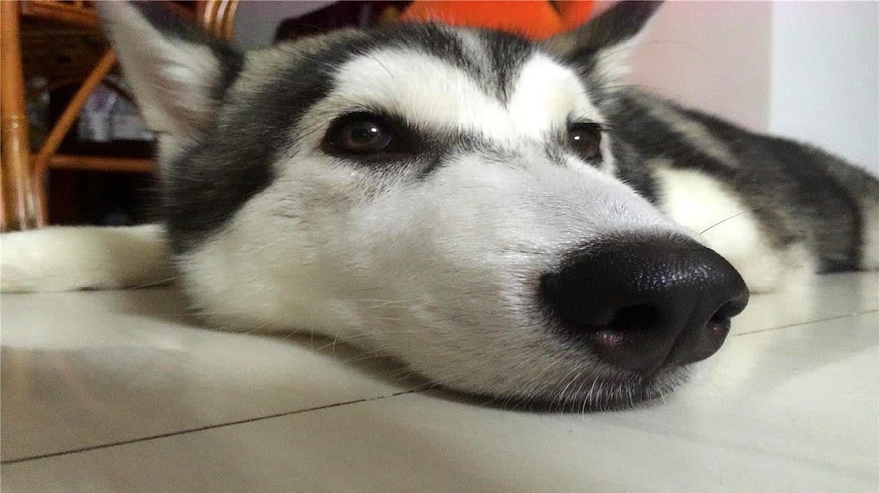 为什么人们喜欢把嗅觉灵敏的鼻子称为“狗鼻子”?看完再不纠结了