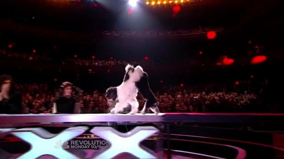 美国达人秀:身价百万的宠物狗表演杂技,还跑到评委桌上“捣乱”