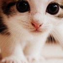 食物链顶端的英雄 