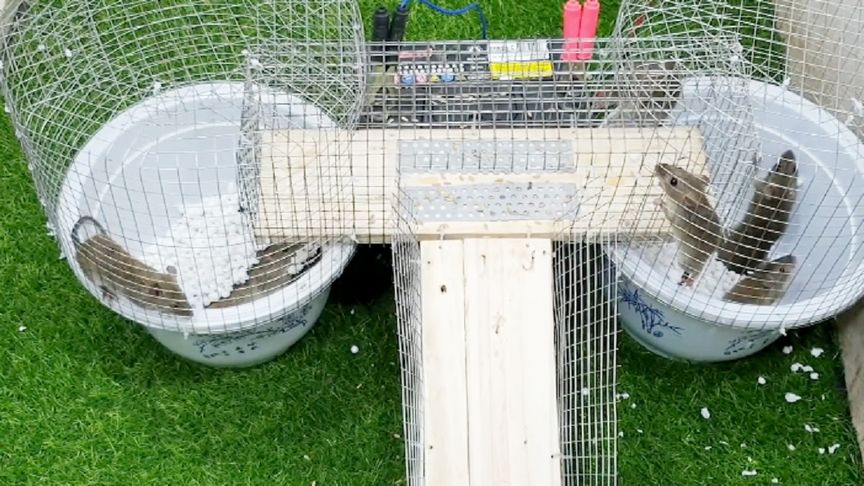 由花盆自制“双笼捕鼠器”老鼠:碰到高手了!