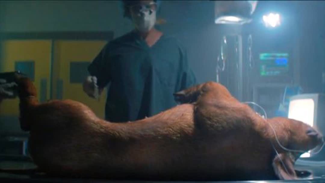 妻子得了绝症,科学家竟用母猪器官给她移植,结果令人傻眼科幻片