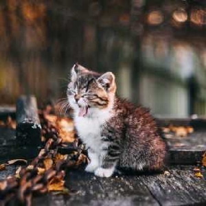 克总的比格沃斯先生 