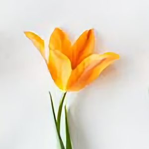 芥末爱洋葱 