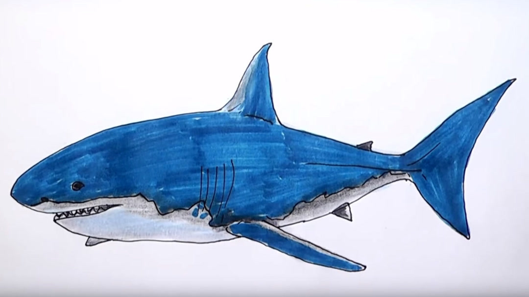 大海里的蓝色大鲨鱼的简单画法