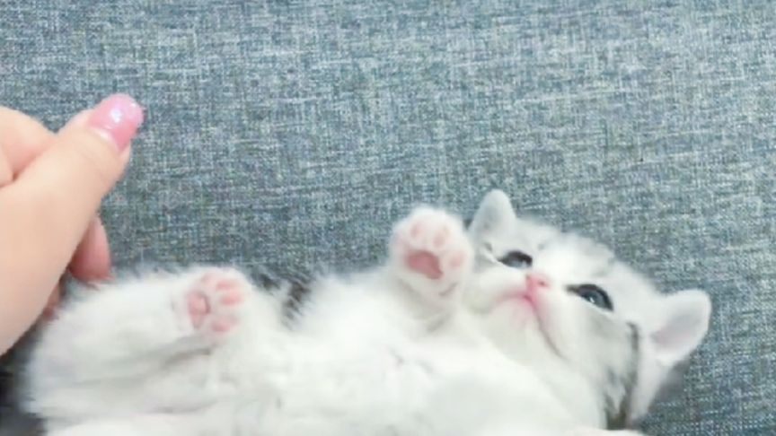 盘点那些爱撒娇的小猫咪 人见人爱