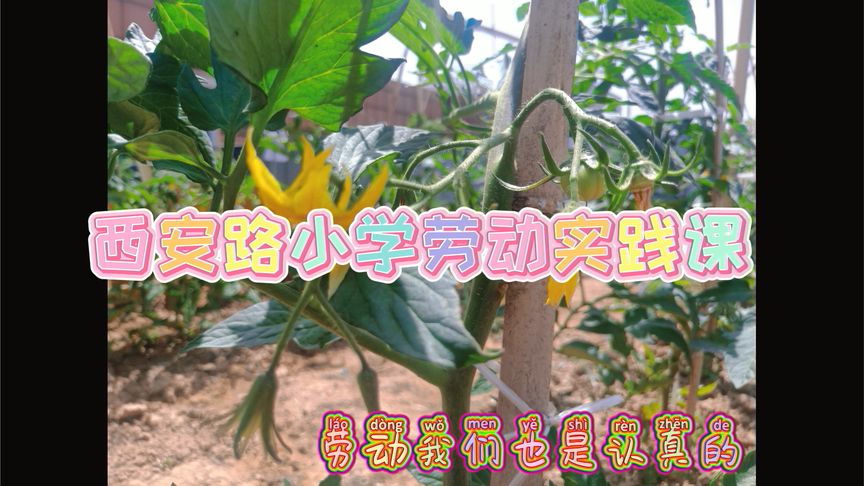 西安路小学劳动实践课