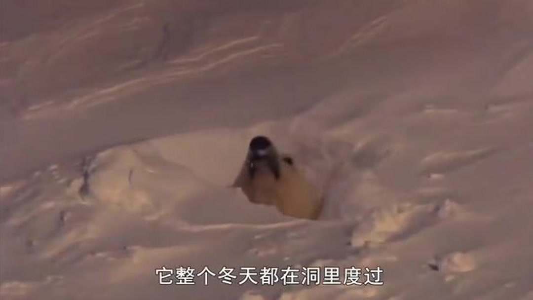 南北极极夜极昼
