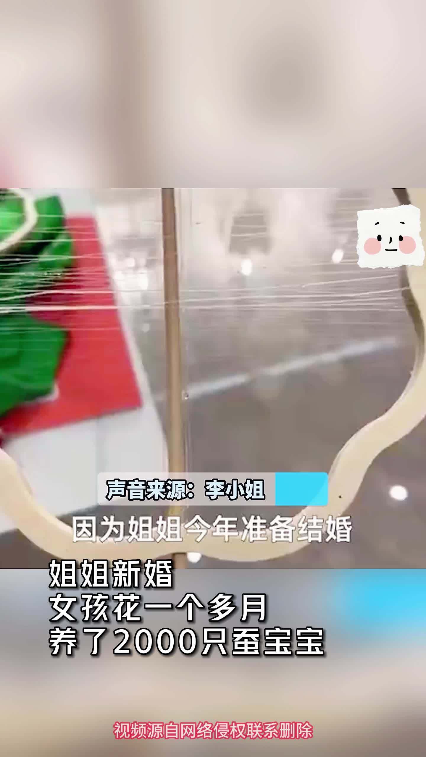 姐姐新婚,女孩花一个多月蚕宝宝,抽丝剥茧纯手工绕出三把蚕丝扇