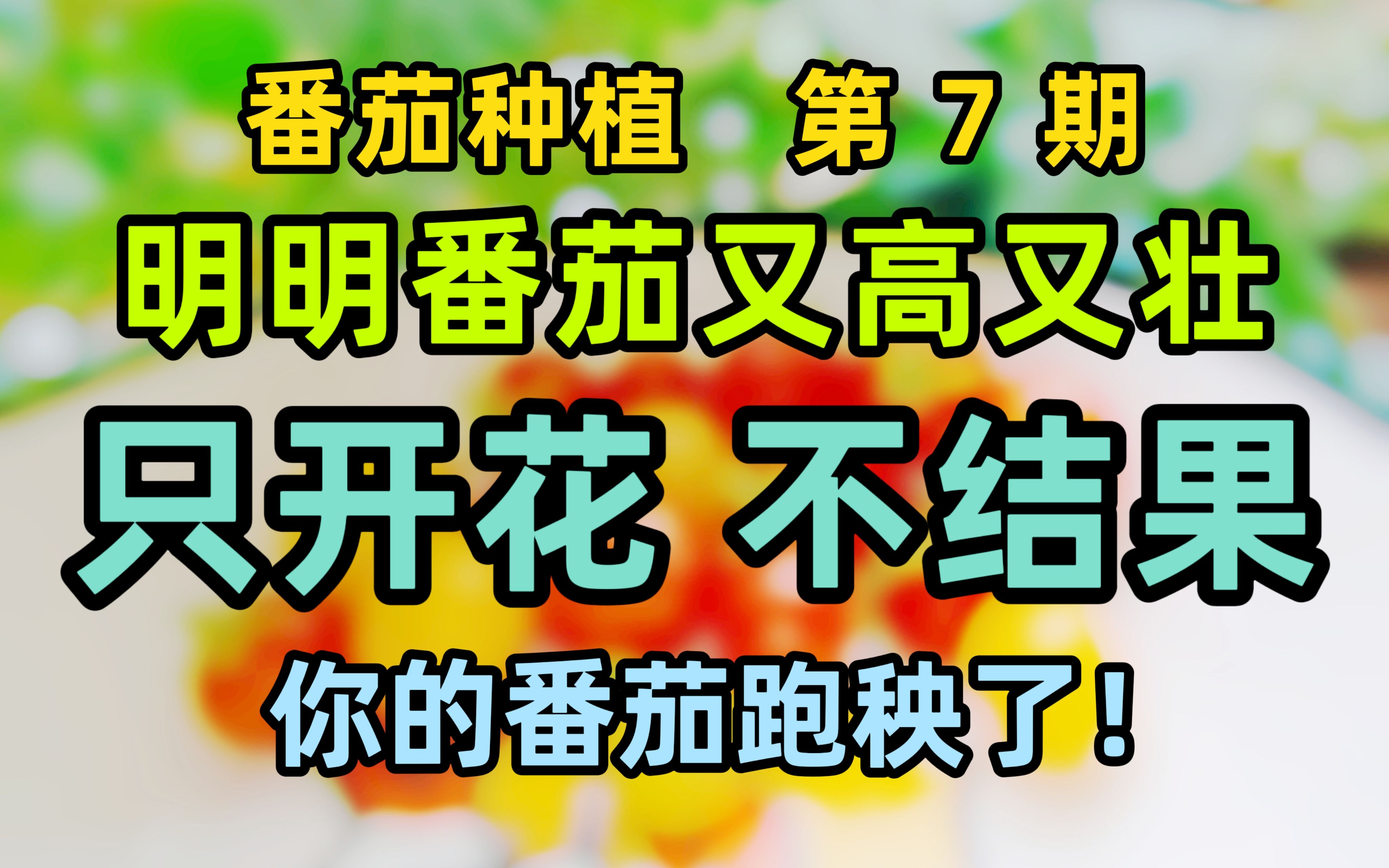 你的番茄『只开花,不结果』怎么办?